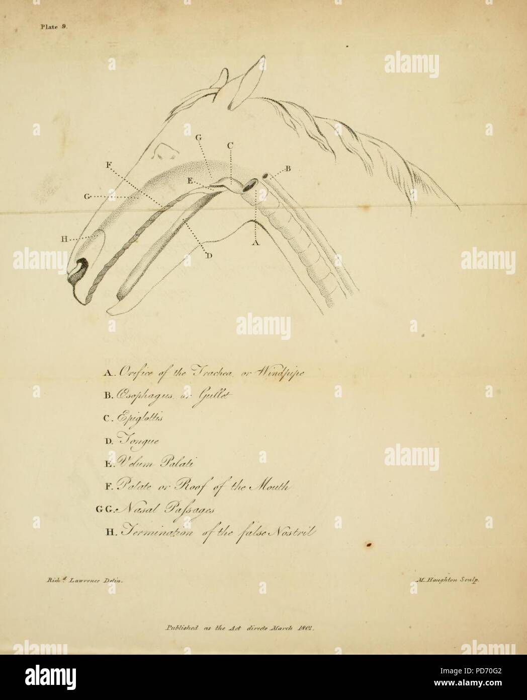 An inquiry into the structure and animal conomy of the horse Stock ...