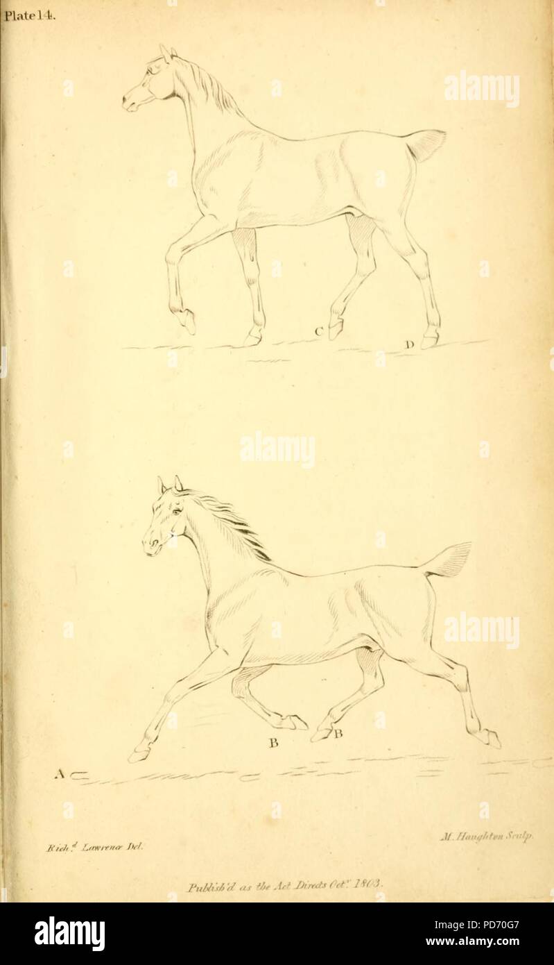 An inquiry into the structure and animal conomy of the horse Stock ...