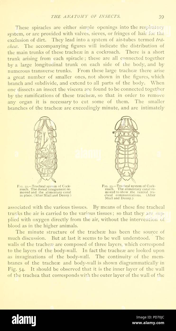 An introduction to entomology (Page 39 Stock Photo - Alamy