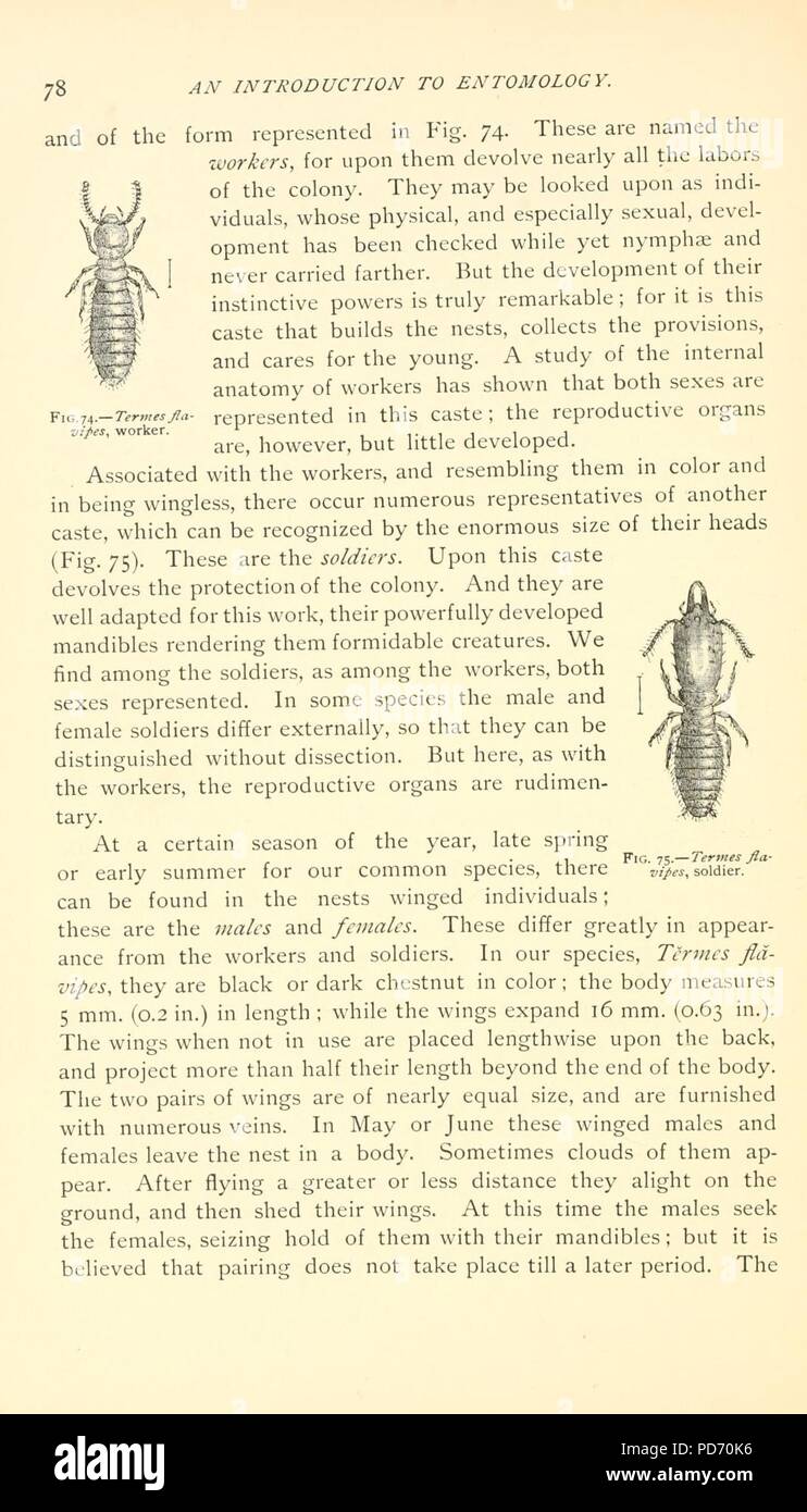 An introduction to entomology (Page 78 Stock Photo - Alamy