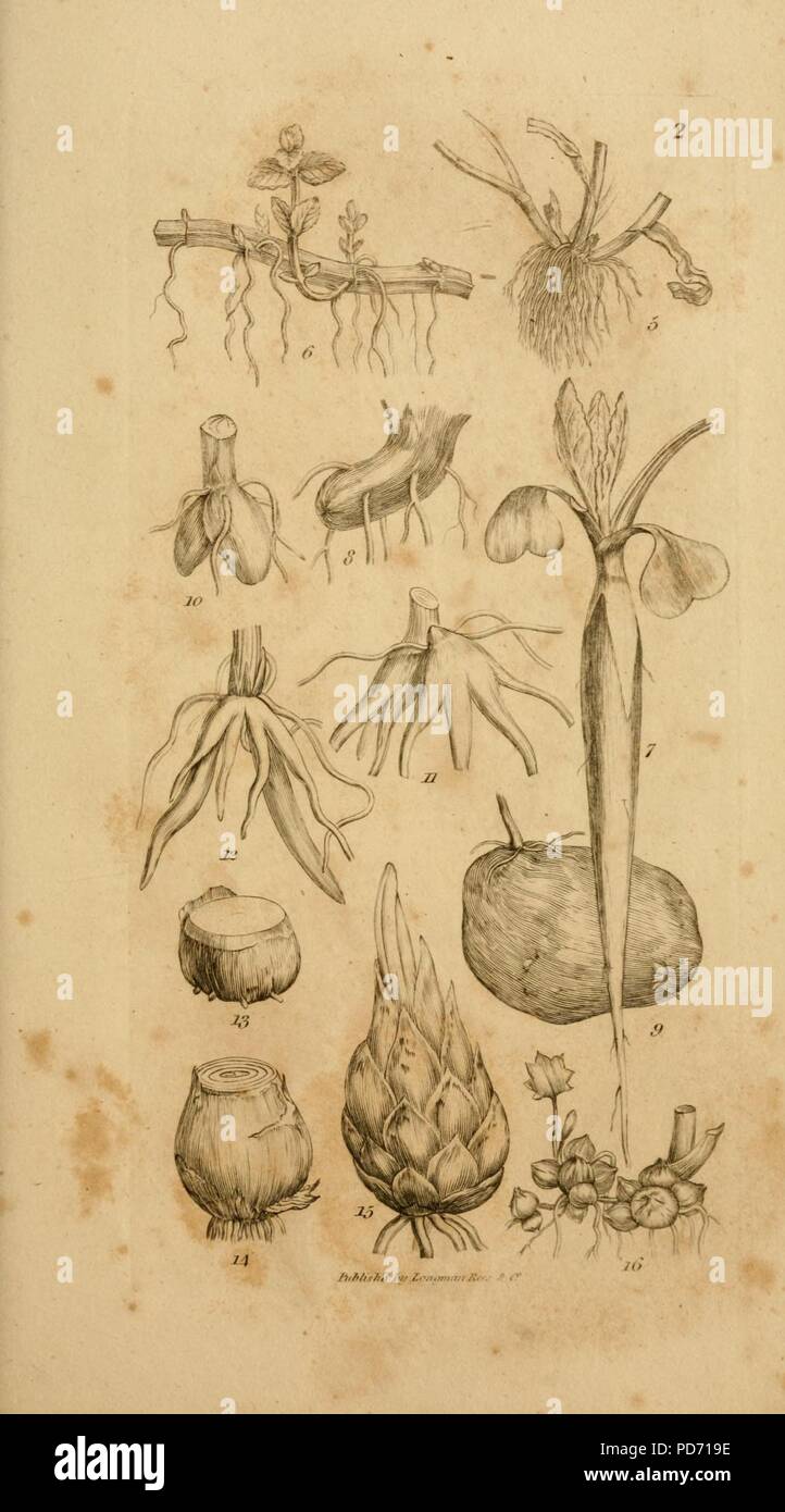 An introduction to physiological and systematical botany (Pl. 2 Stock ...