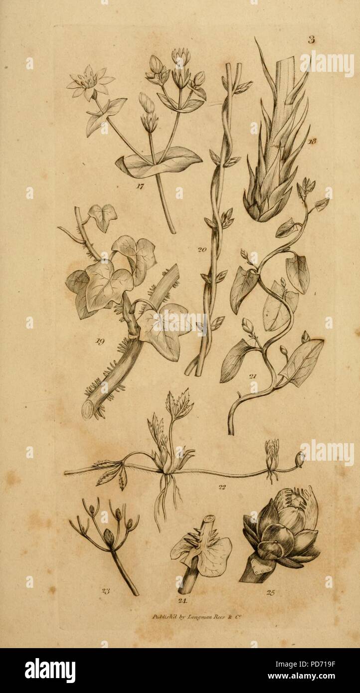 An introduction to physiological and systematical botany (Pl. 3 Stock ...