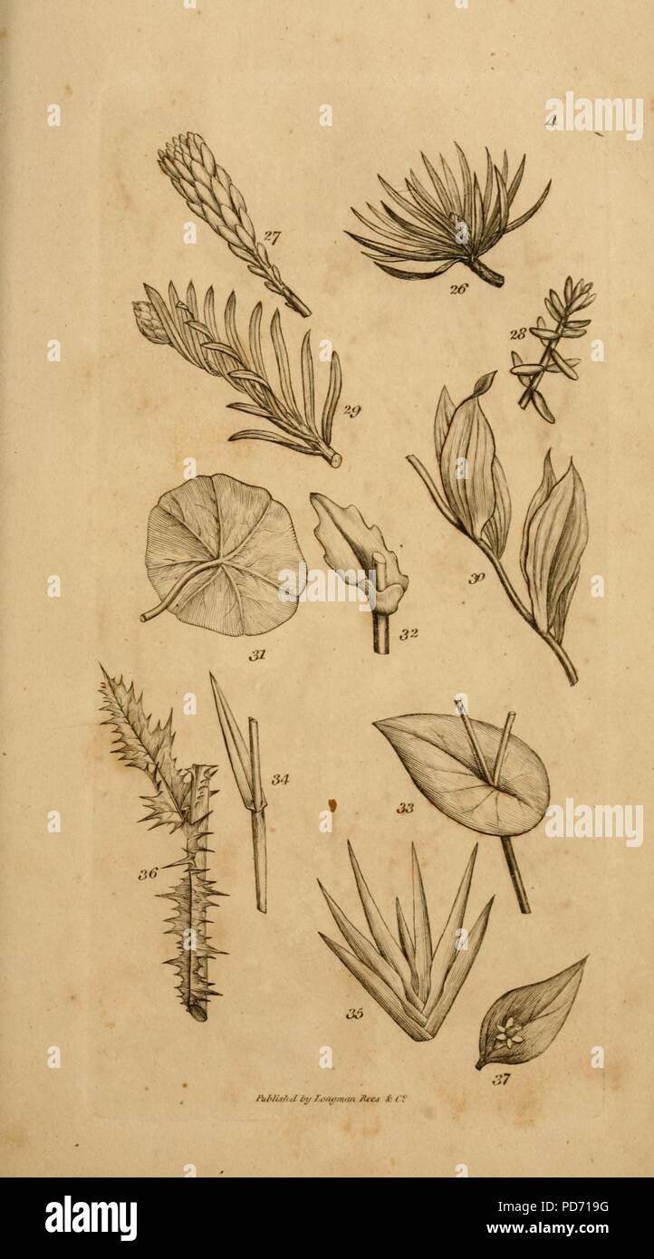 An introduction to physiological and systematical botany (Pl. 4 Stock ...