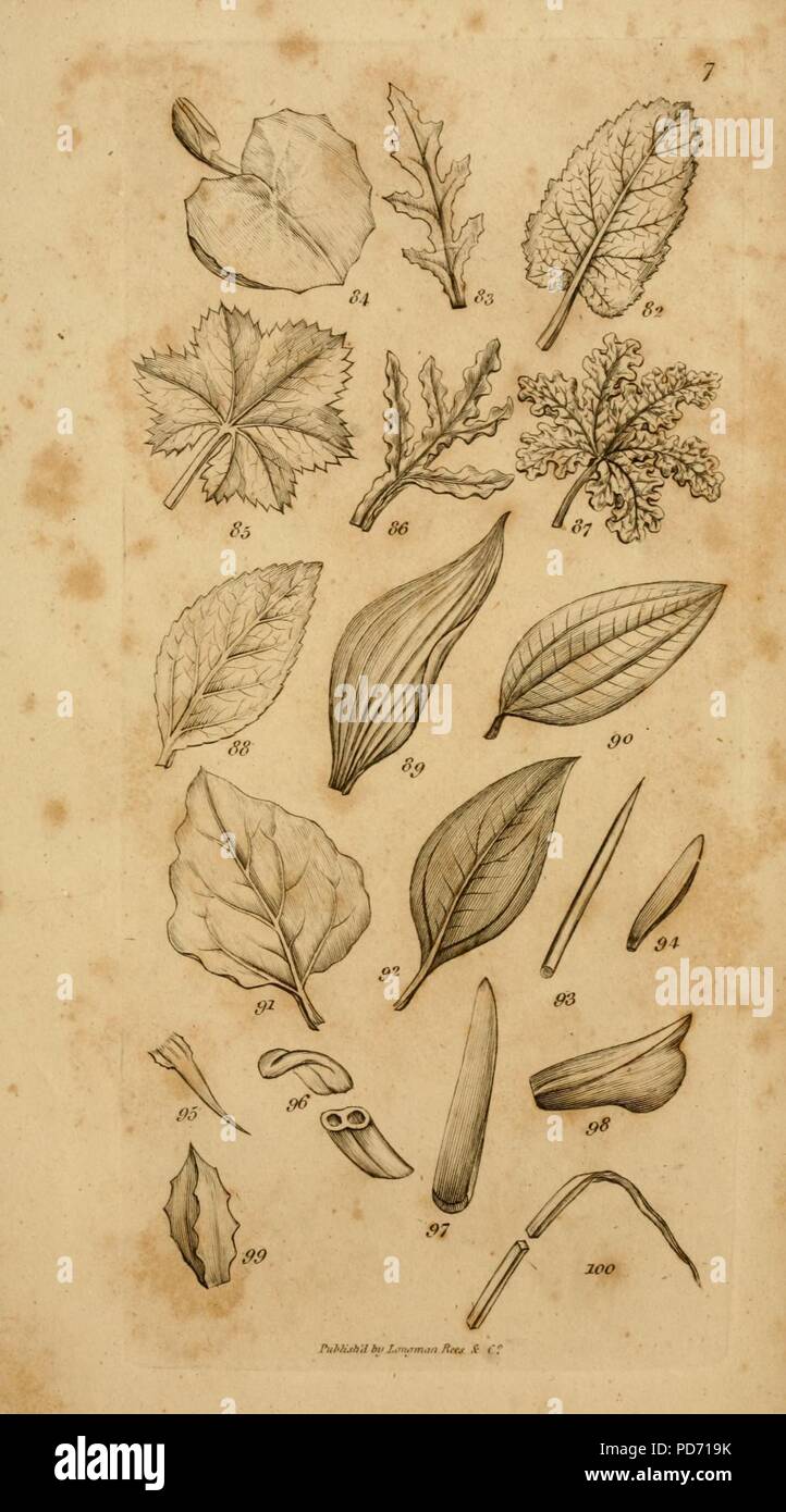 An introduction to physiological and systematical botany (Pl. 7 Stock ...
