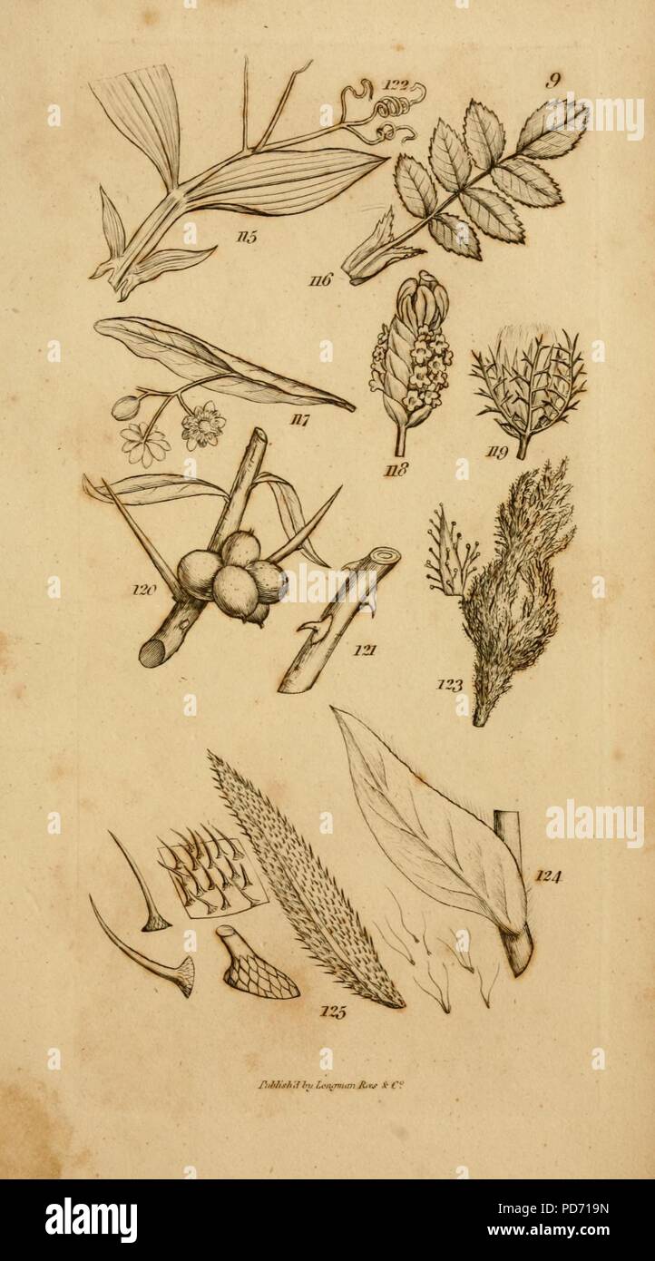 An introduction to physiological and systematical botany (Pl. 9 Stock ...
