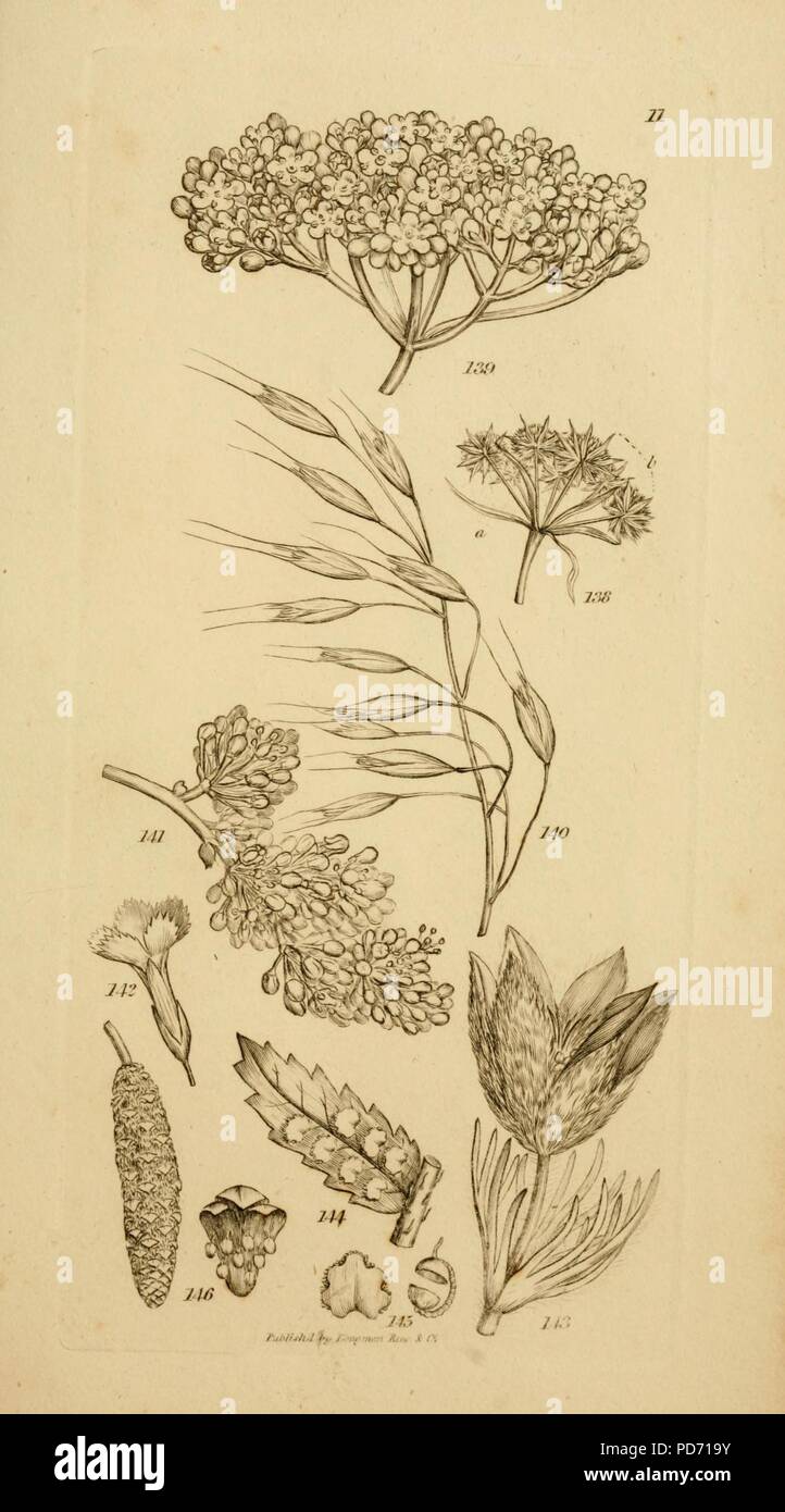 An introduction to physiological and systematical botany (Pl. 11 Stock ...