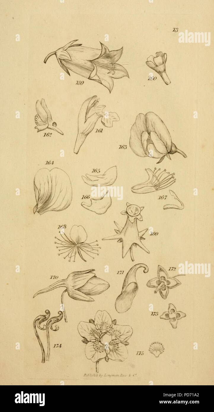An introduction to physiological and systematical botany (Pl. 13 Stock ...