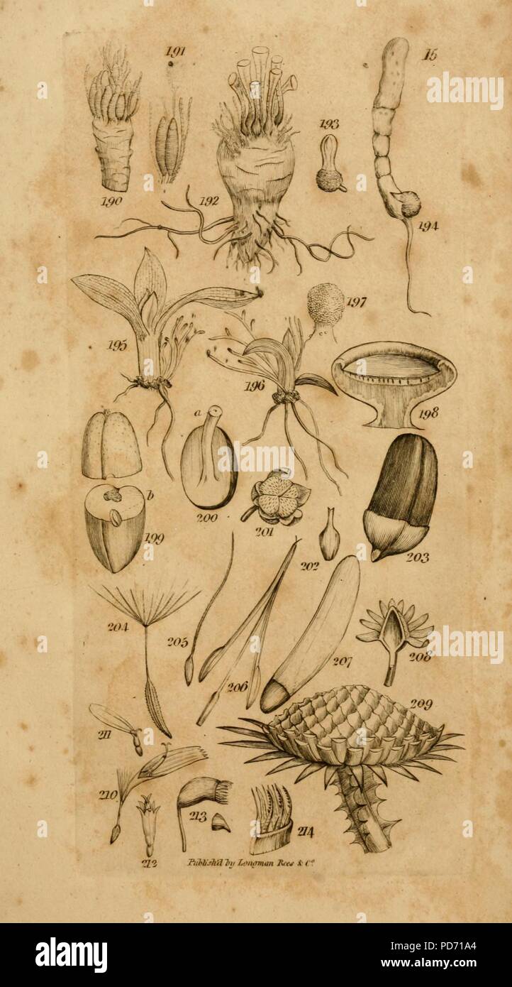 An introduction to physiological and systematical botany (Pl. 15 Stock ...