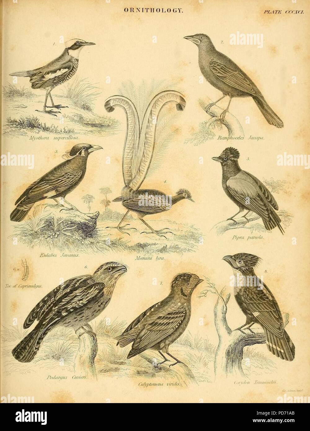 An introduction to the natural history of birds (8337067957 Stock Photo ...