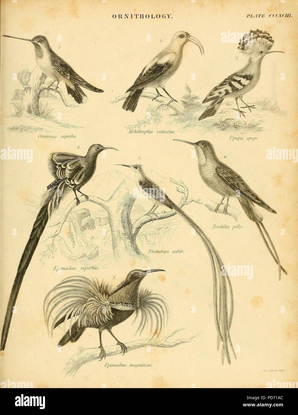 An introduction to the natural history of birds (8337068929 Stock Photo ...