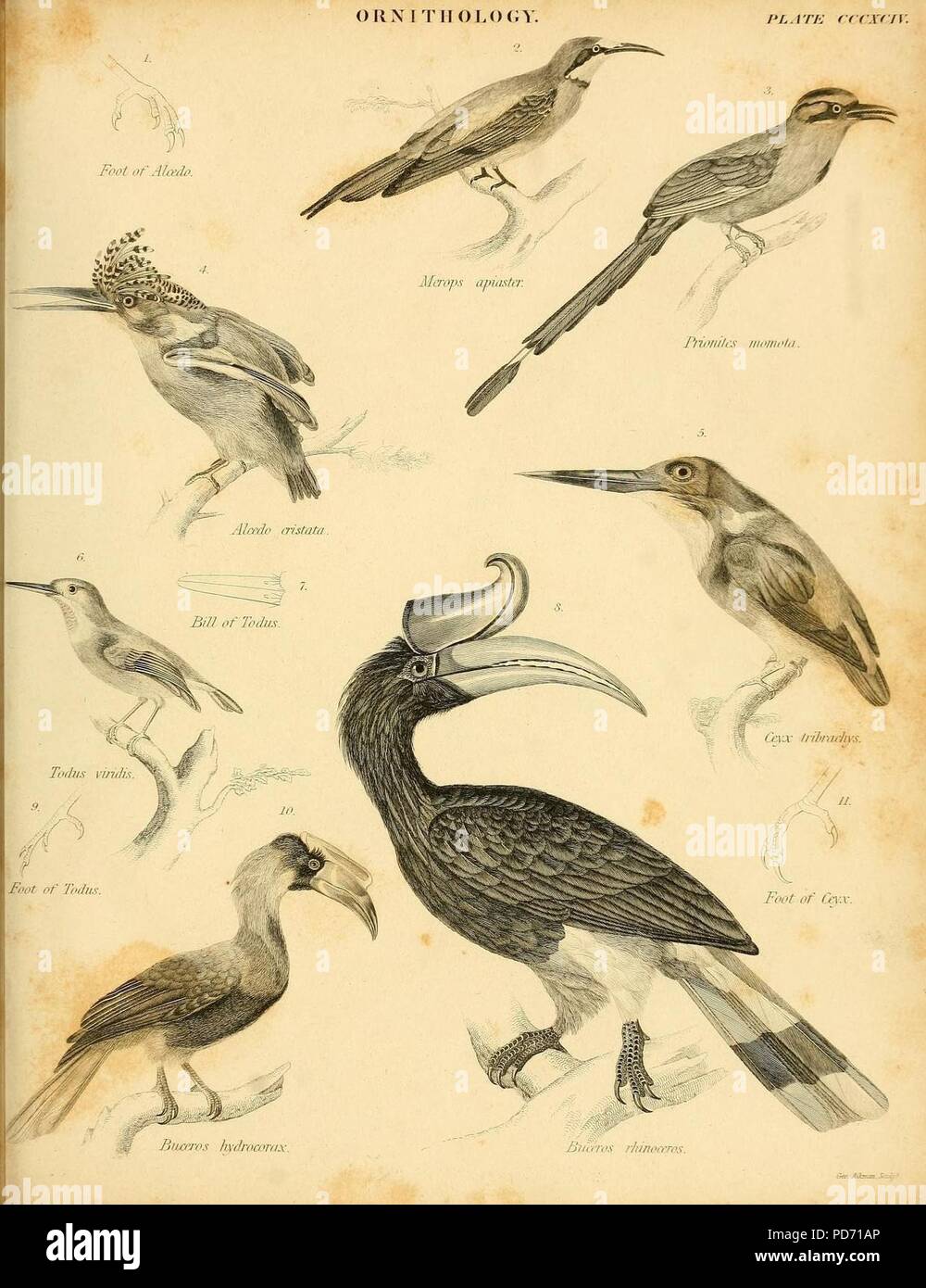 An introduction to the natural history of birds (8338127932 Stock Photo ...