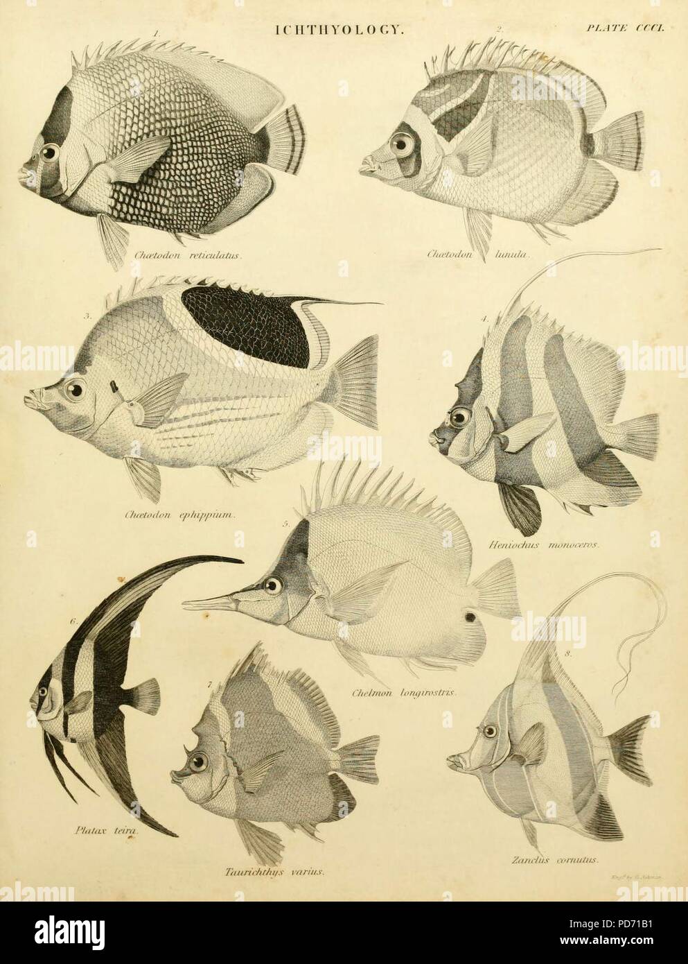 The natural history of fishes hi-res stock photography and images - Alamy