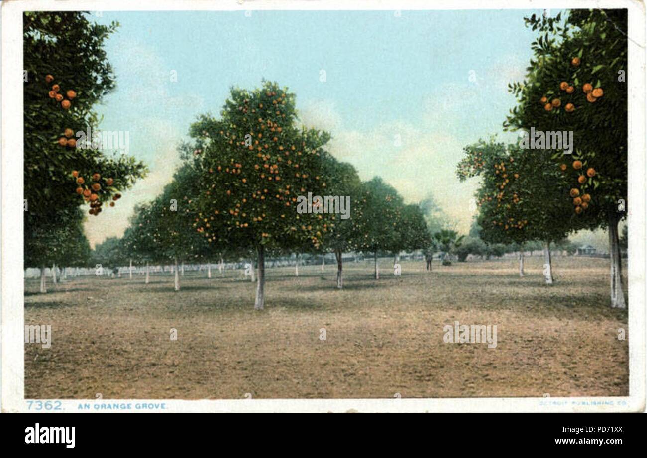 Vintage orange grove hi-res stock photography and images - Alamy