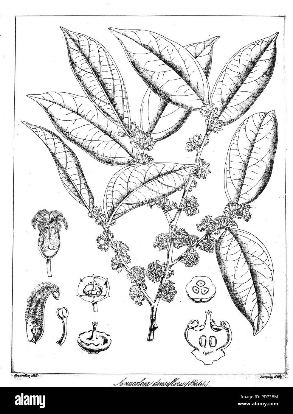 Densiflora Black and White Stock Photos & Images - Alamy