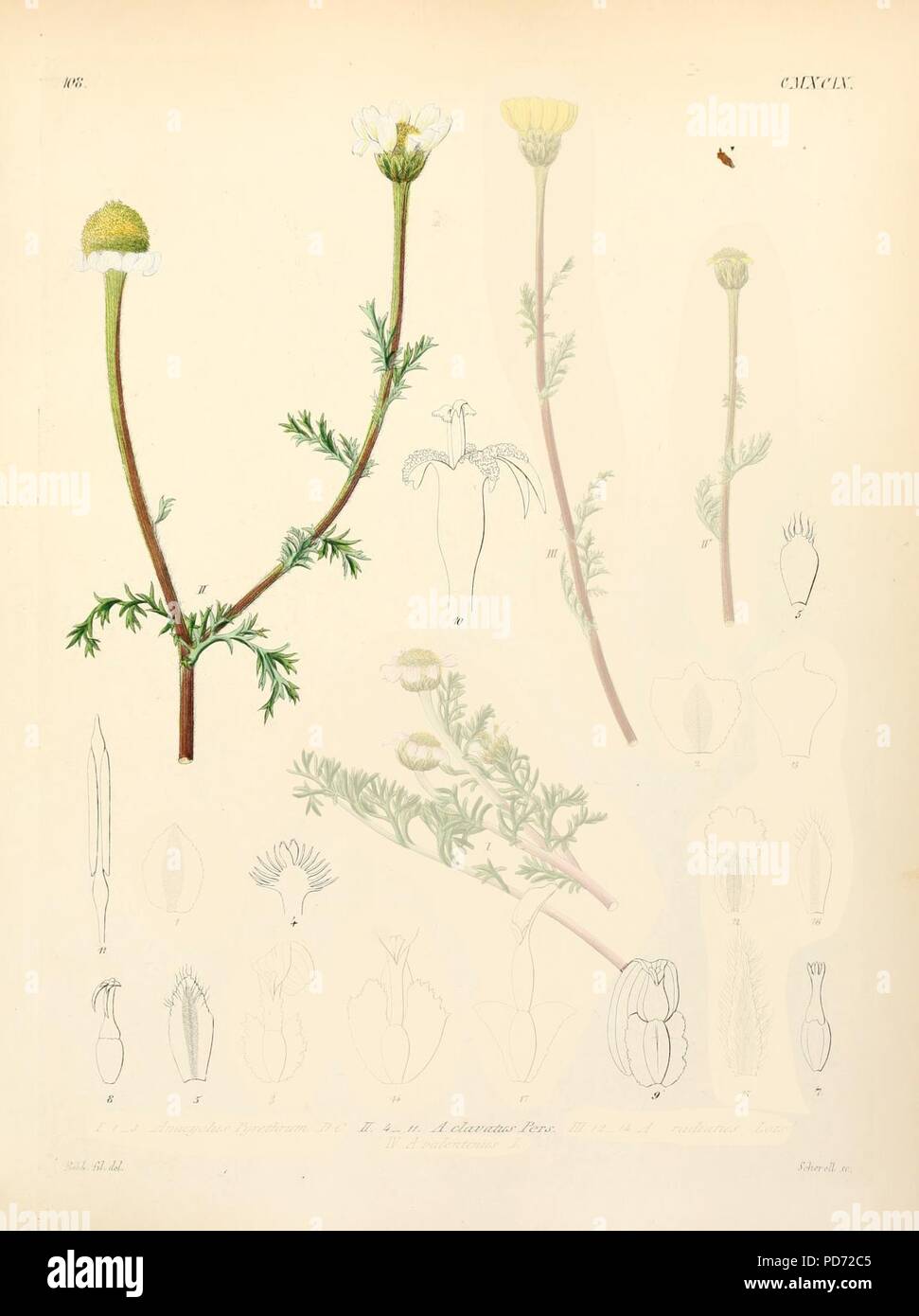 Anacyclus clavatus - 001 Stock Photo - Alamy