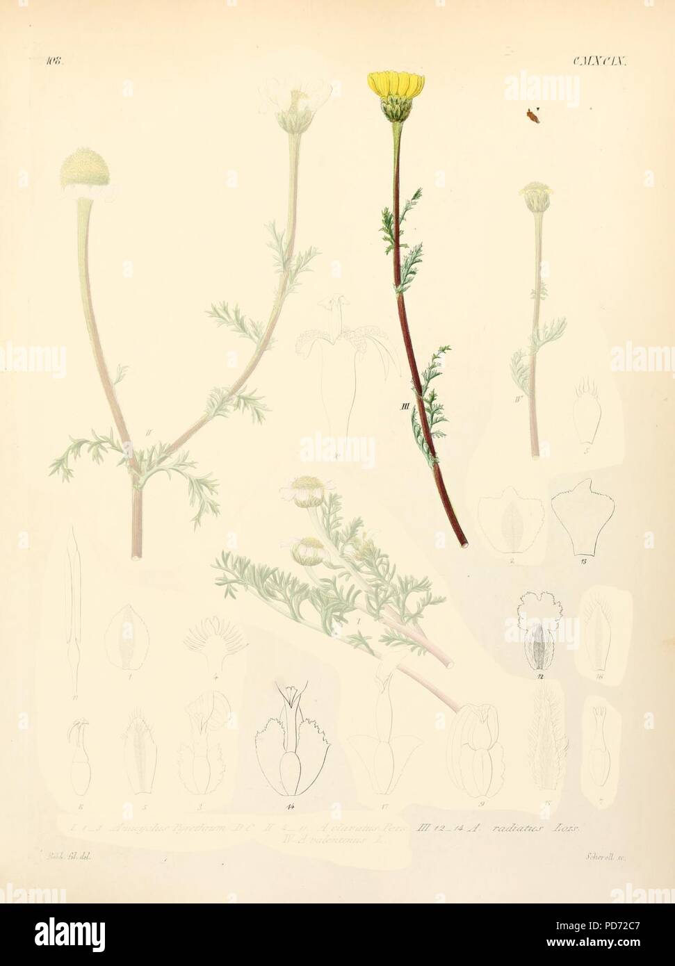 Anacyclus radiatus hi-res stock photography and images - Alamy