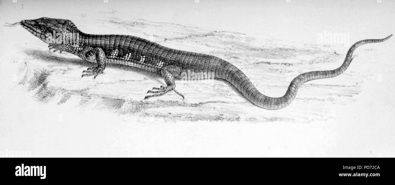 Anadia hi-res stock photography and images - Alamy