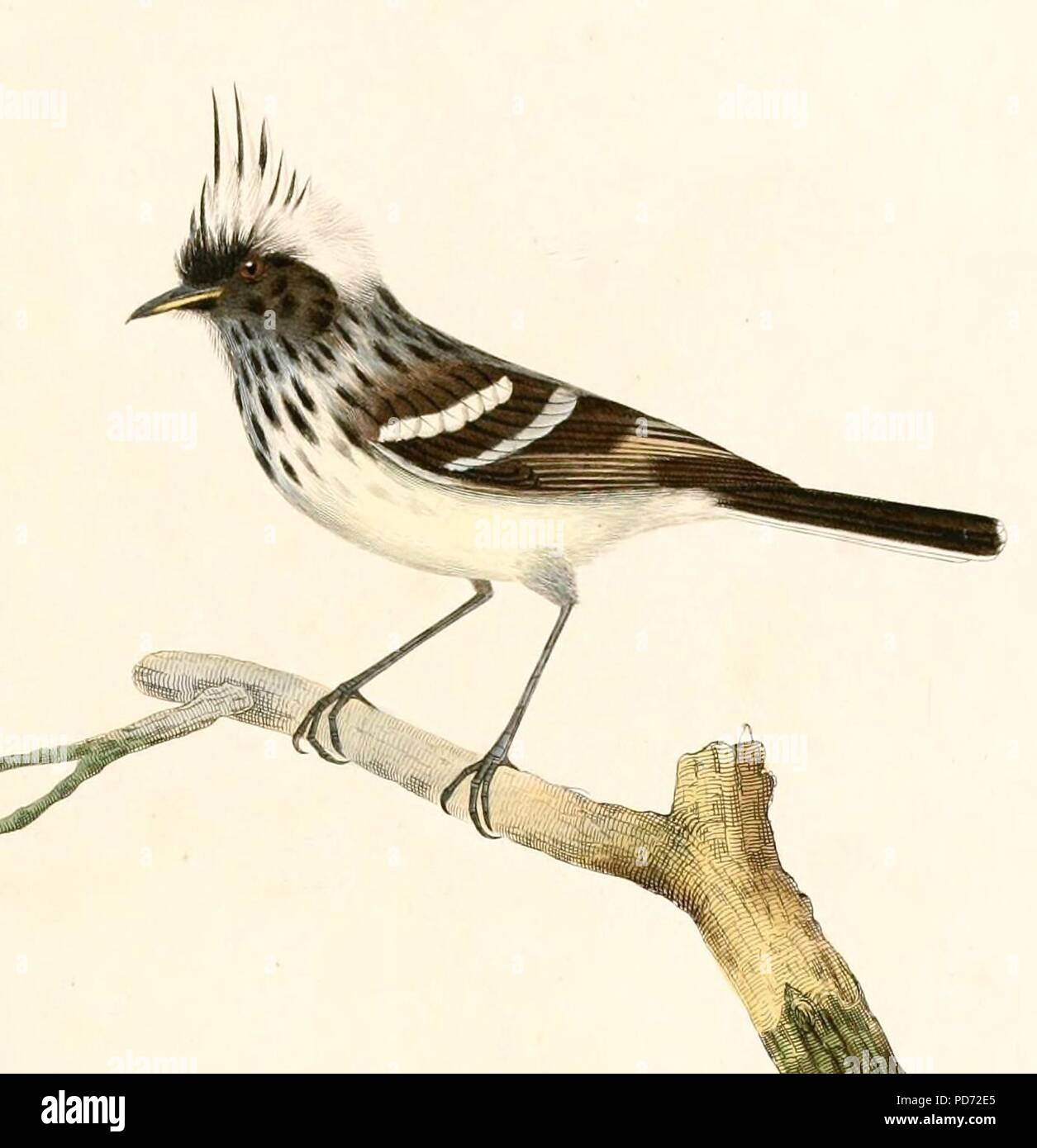 Reguloides hi-res stock photography and images - Alamy