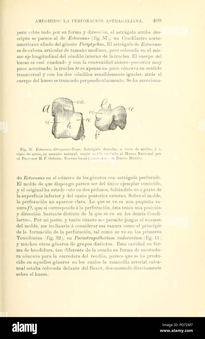 Anales del Museo Nacional de Buenos Aires (Page 409 Stock Photo - Alamy