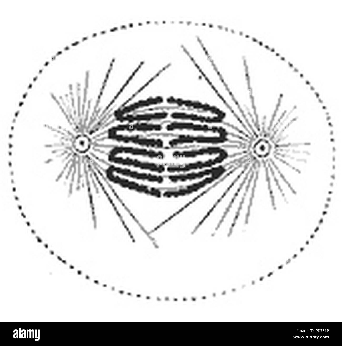 Anaphase hi-res stock photography and images - Alamy