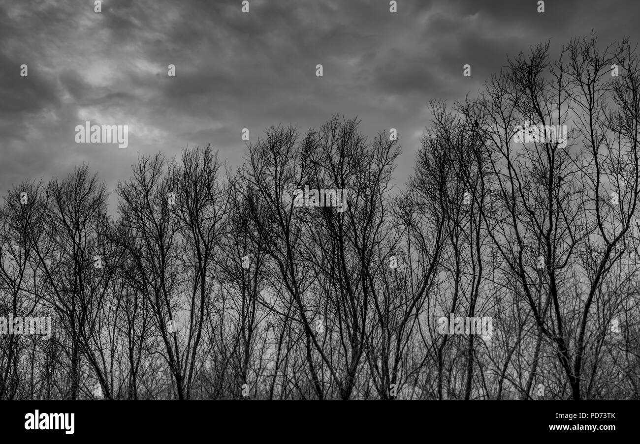 Silhouette dead tree on dark dramatic grey sky and clouds background ...
