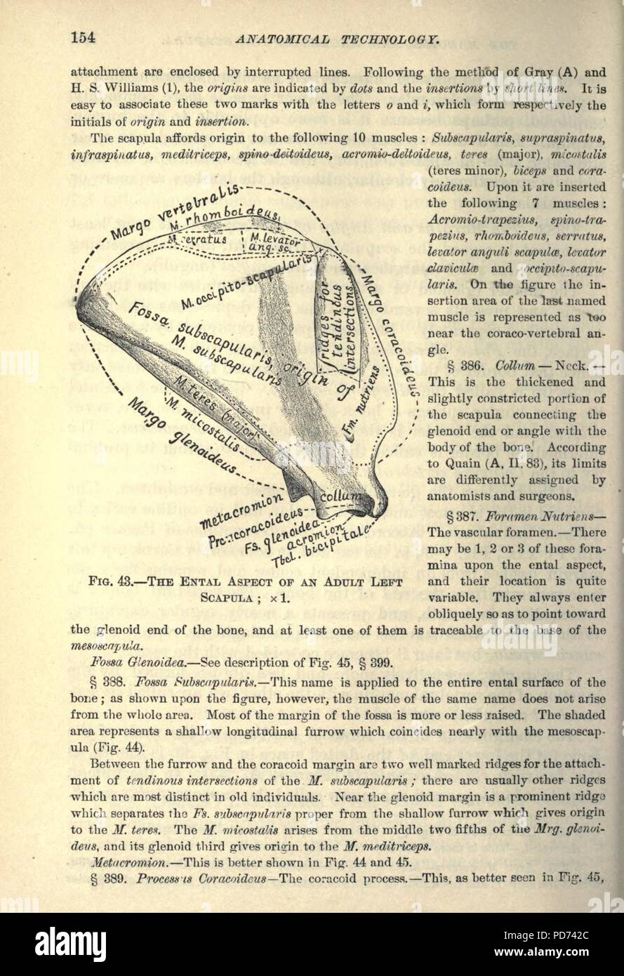Anatomical technology as applied to the domestic cat (Page 154 Stock ...