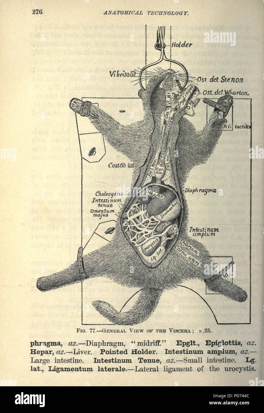 Anatomical technology as applied to the domestic cat (Page 276 Stock ...