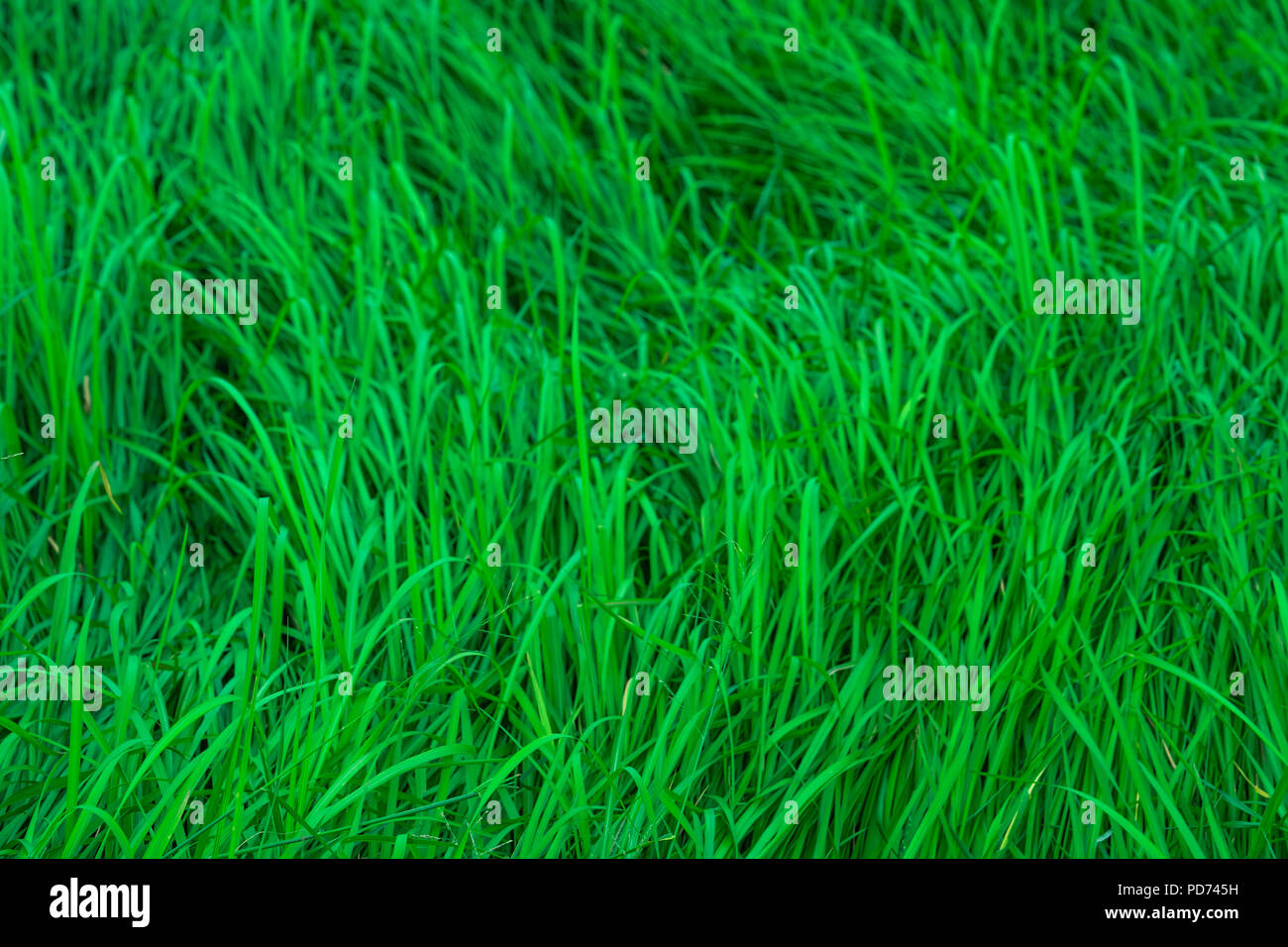 Green grass with long leaves. Natural green stalks grass texture ...