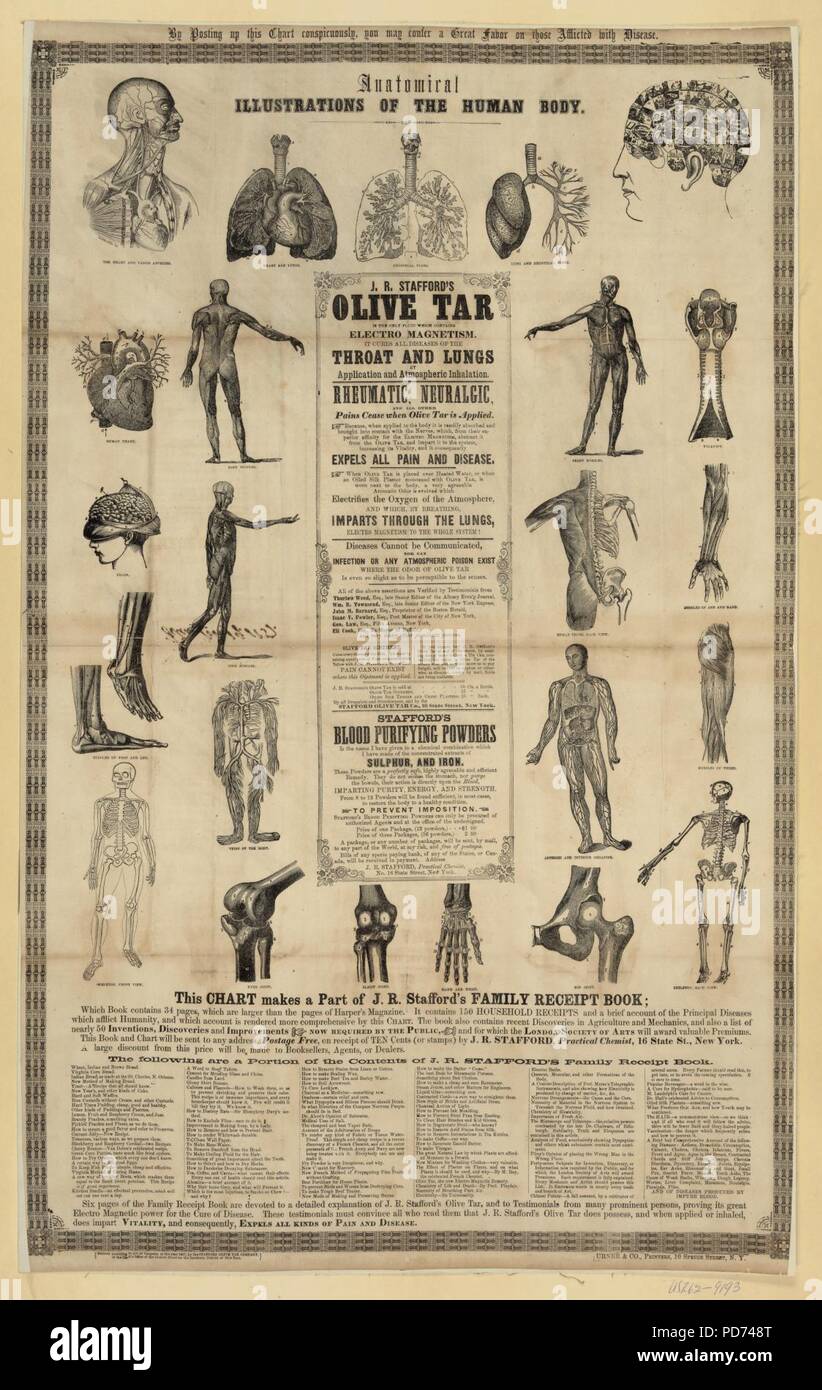 Anatomical, illustrations of the human body Stock Photo - Alamy