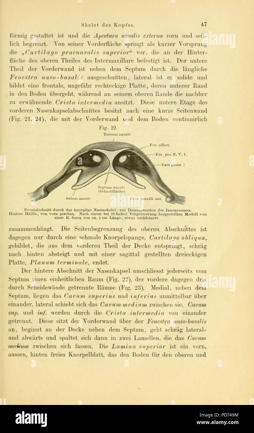 Anatomie des Frosches (Page 47, Fig. 22 Stock Photo - Alamy