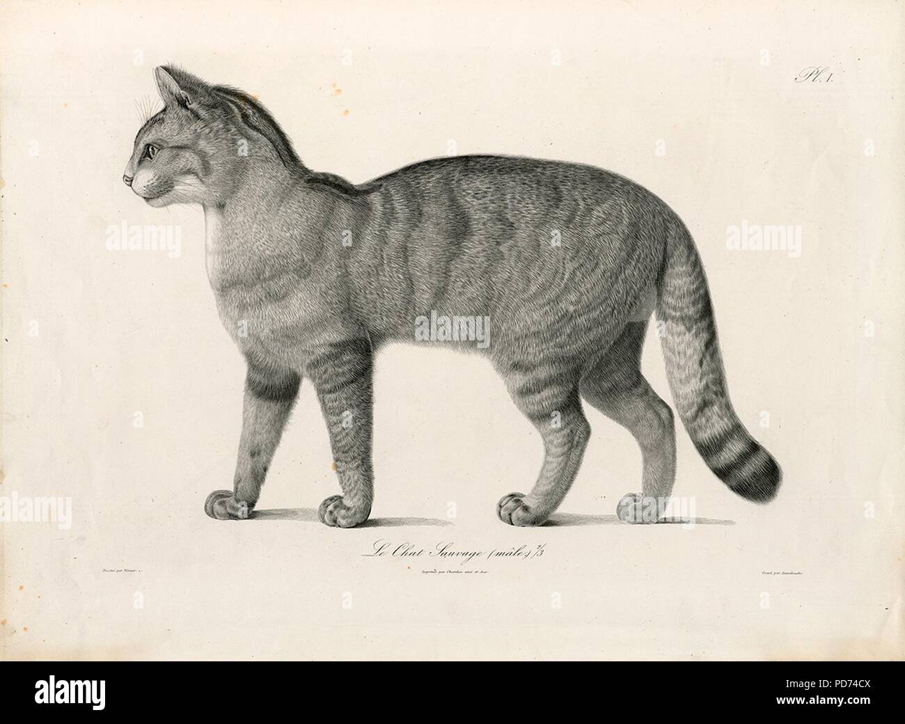 Anatomie du chat hi-res stock photography and images - Alamy