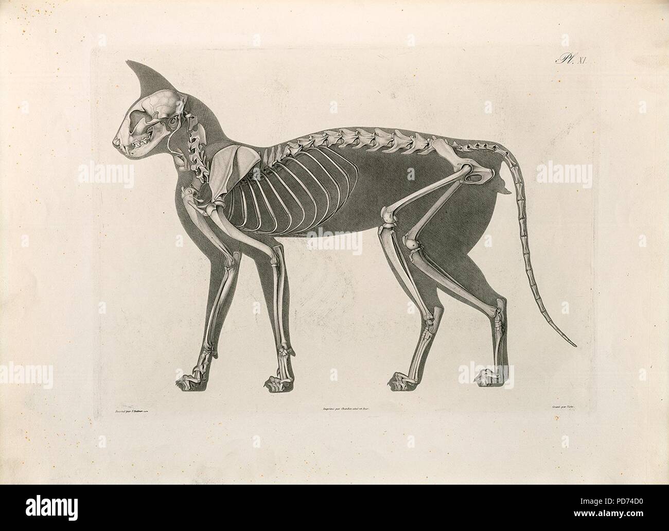Anatomie comparative hi-res stock photography and images - Alamy