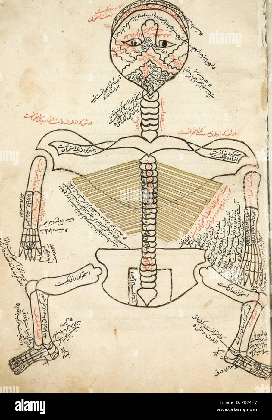 Human body historical artwork hi-res stock photography and images - Alamy