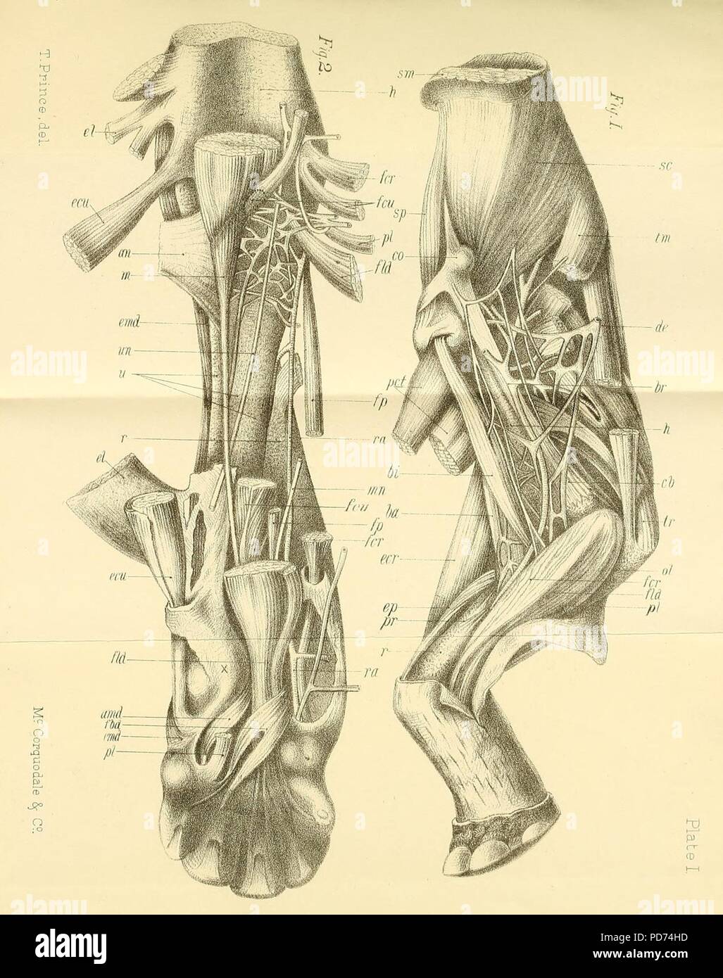 Anatomy of the Indian elephant (Plate I Stock Photo - Alamy