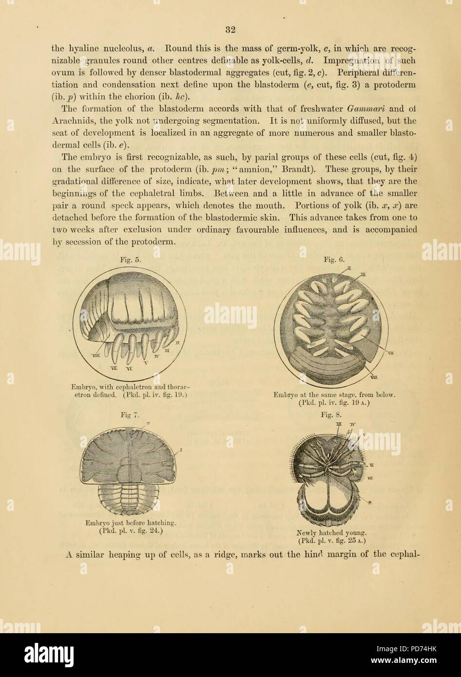 Limulus anatomy hi-res stock photography and images - Alamy