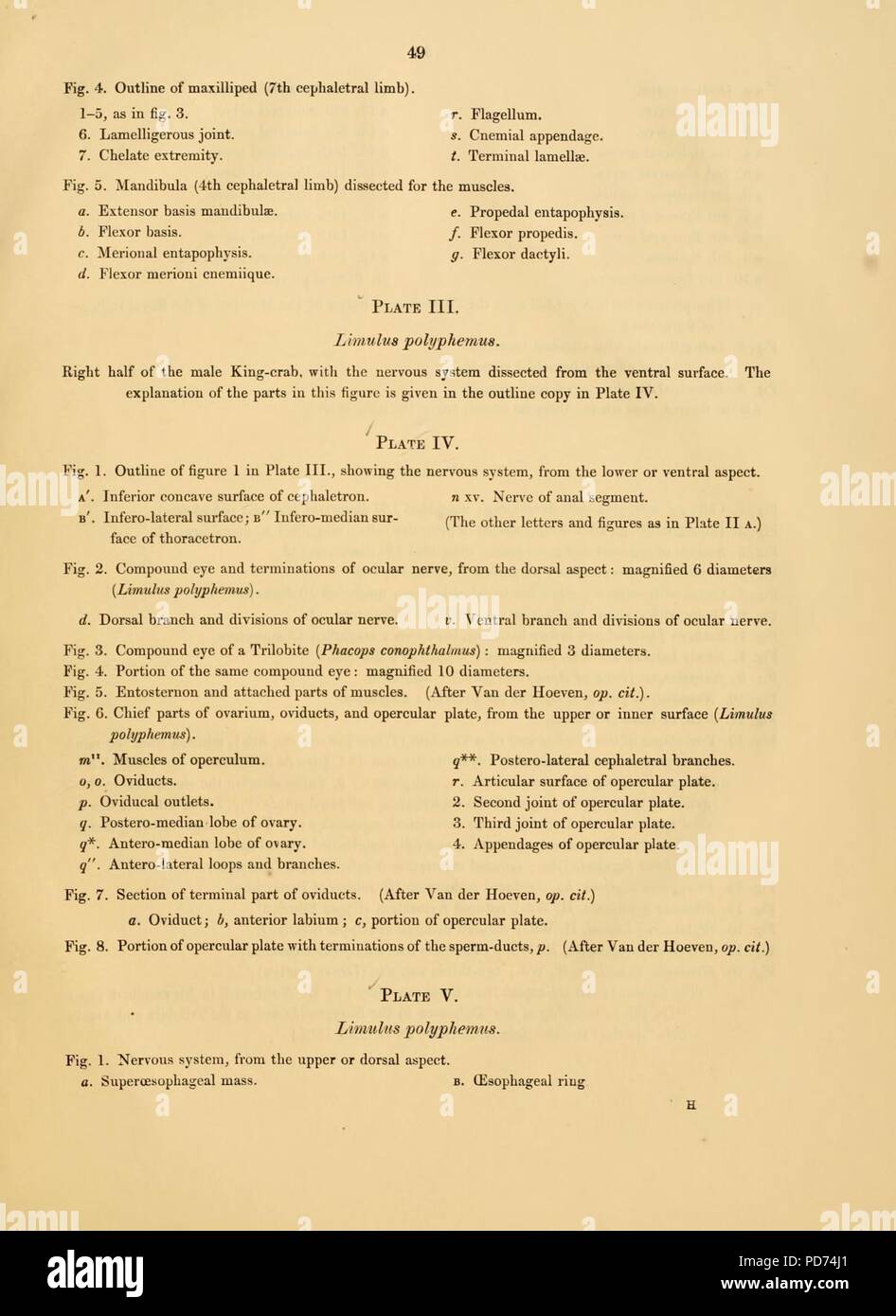 Limulus anatomy hi-res stock photography and images - Alamy