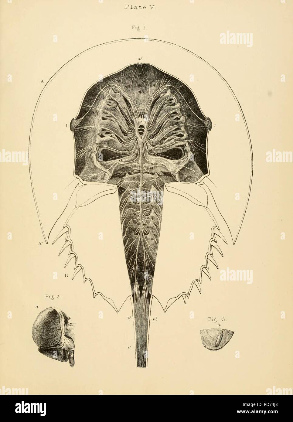 Anatomy of the king crab (Limulus polyphemus, Latr.) (Plate V Stock ...