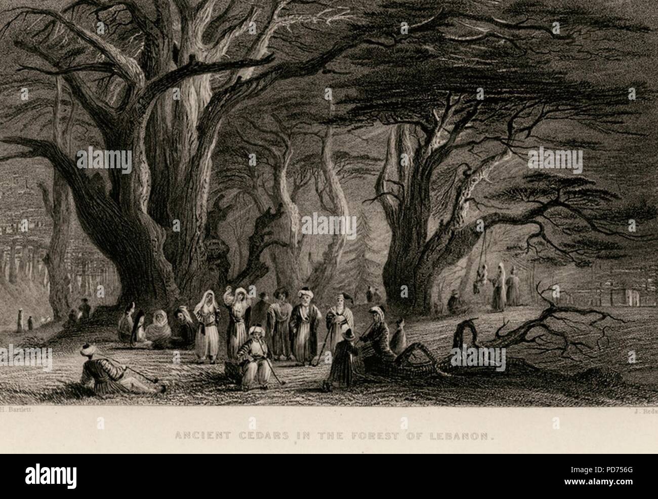 Ancient cedars in the forest of Lebanon - Carne John - 1836 Stock Photo ...