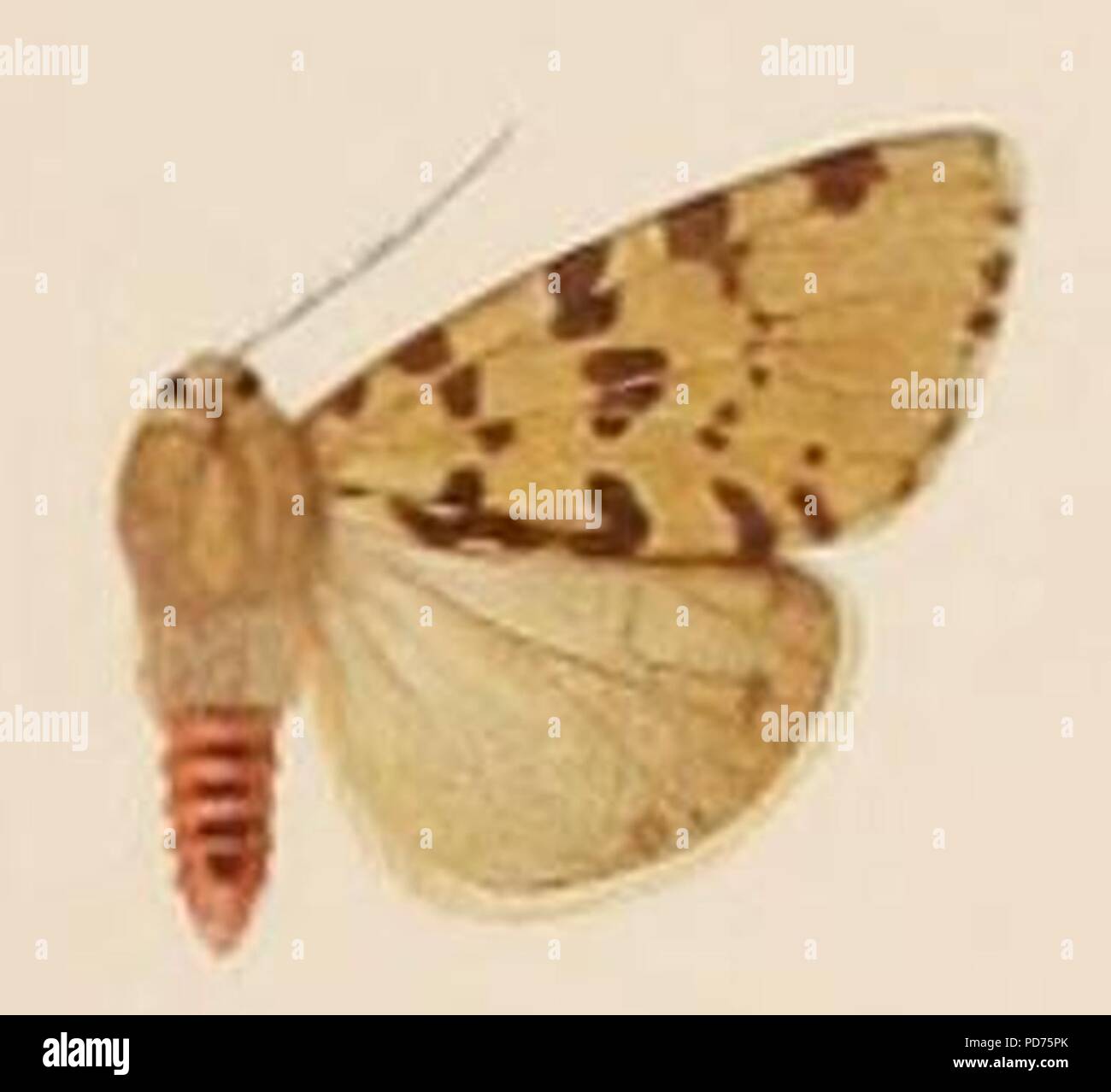 Transversa hi-res stock photography and images - Alamy