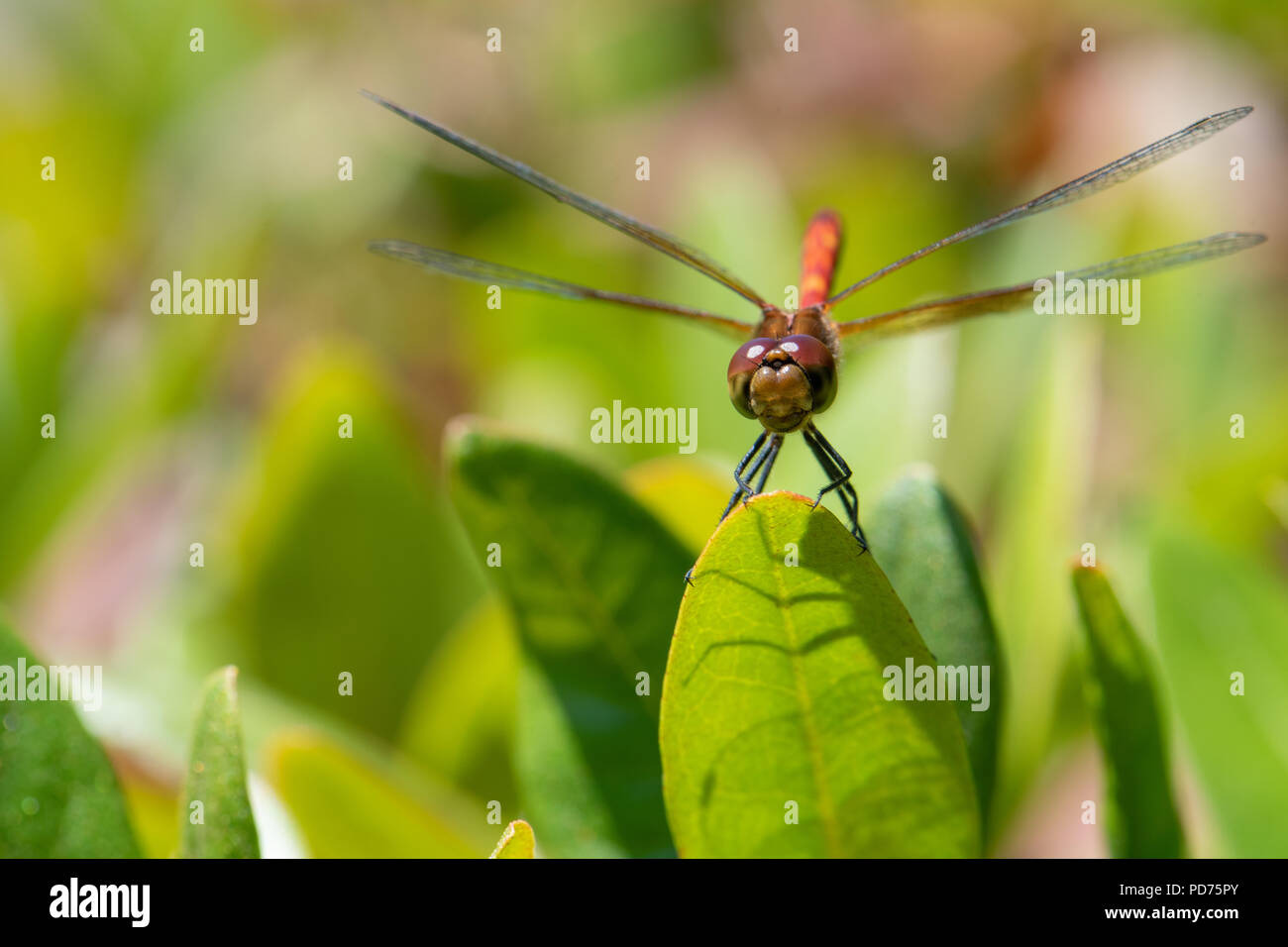 Macro of a dragonfly Stock Photo - Alamy