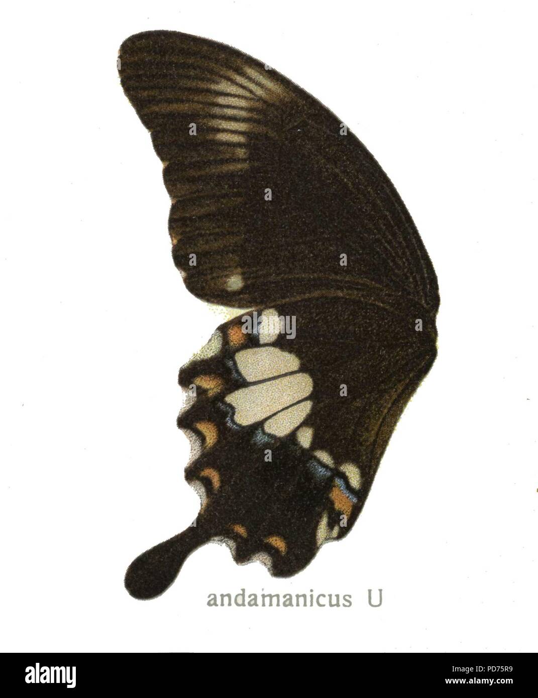 Andam hi-res stock photography and images - Alamy