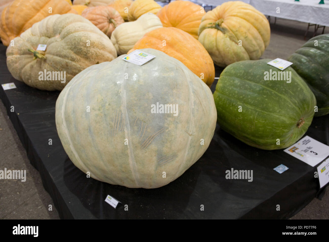 Giant Squash and pumpkin Stock Photo - Alamy
