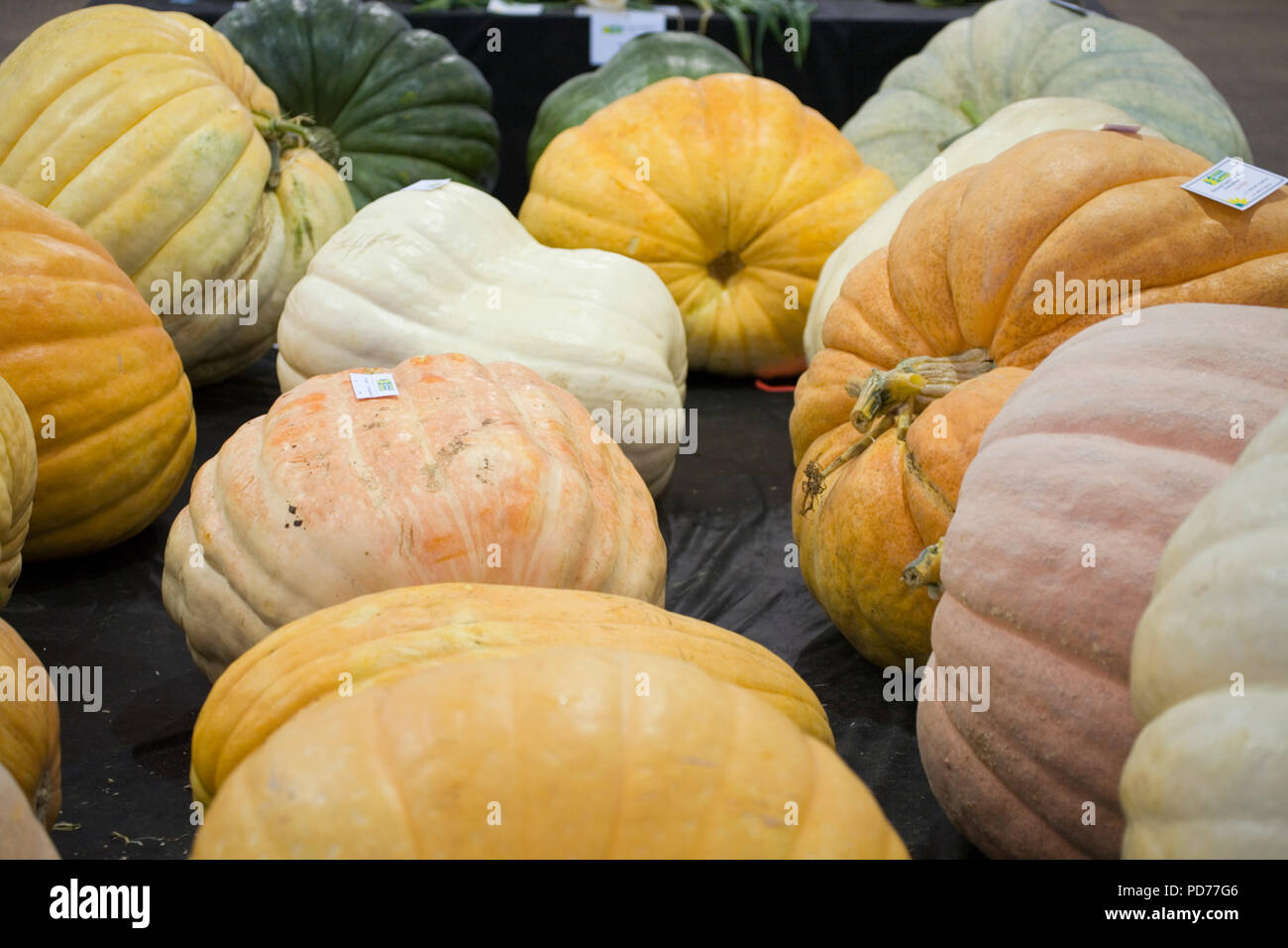Competition vegetables hi-res stock photography and images - Alamy
