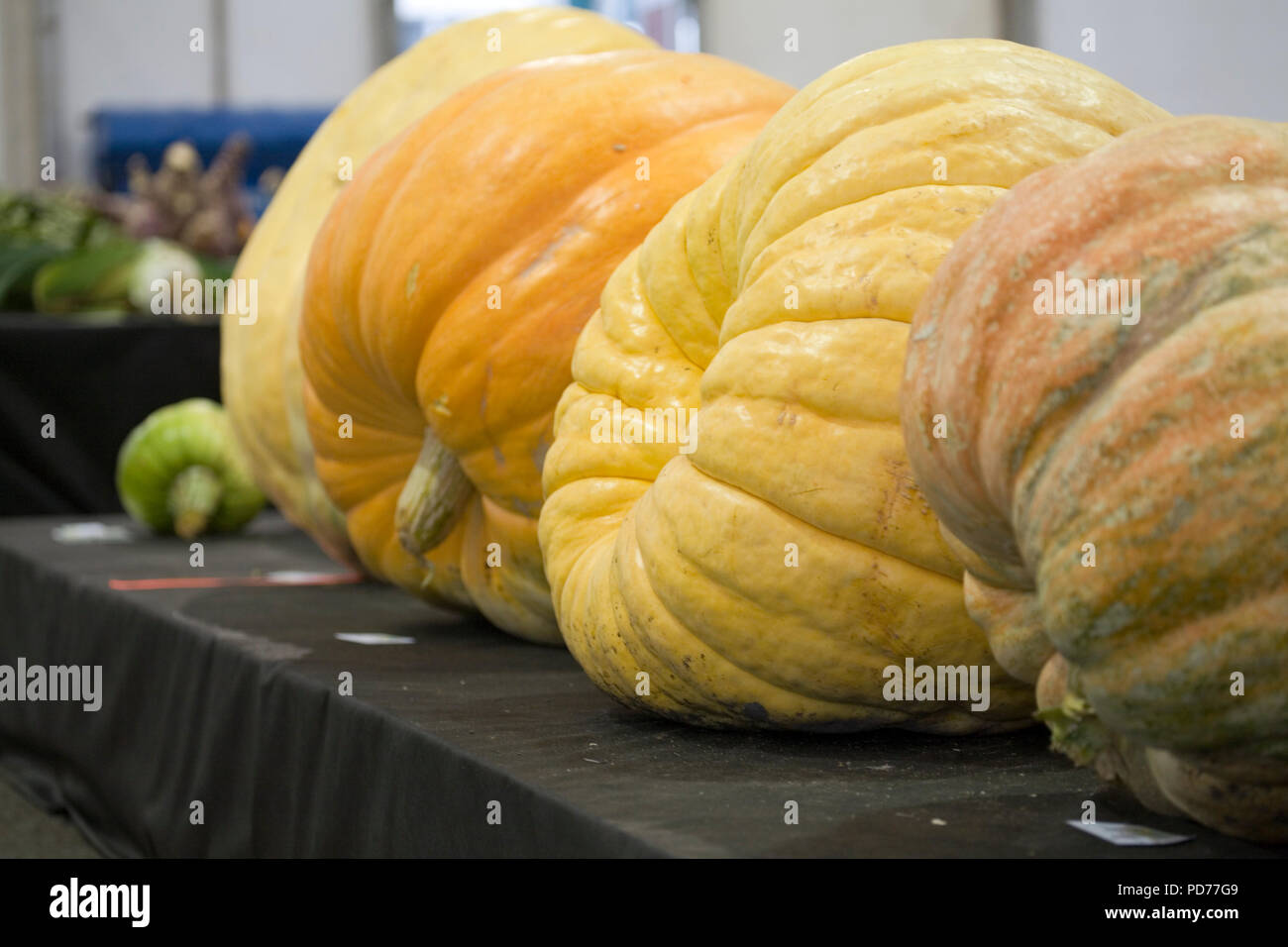 Giant marrows hi-res stock photography and images - Alamy