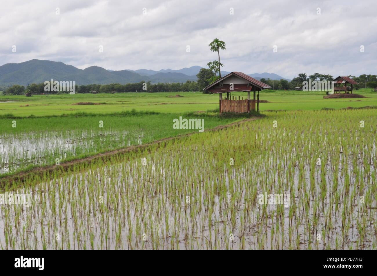 Rice Fields, North Thailand, Farmers Huts, Mountain Range, Nature, Rice ...