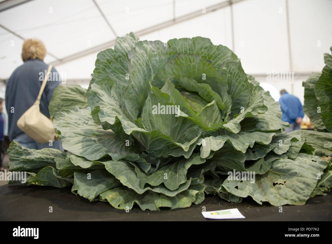 Competition vegetables hi-res stock photography and images - Alamy