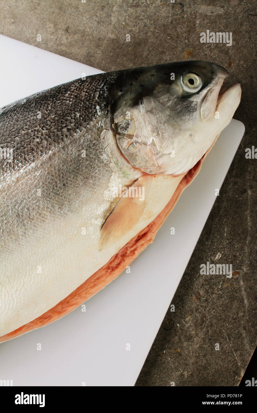 fresh wild sea trout Stock Photo - Alamy
