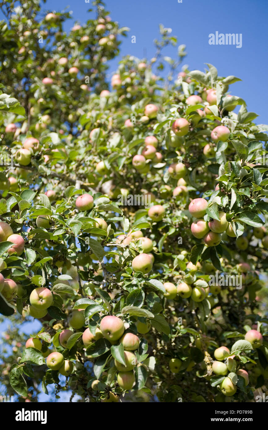 Apple orchard trees somerset uk hi-res stock photography and images - Alamy