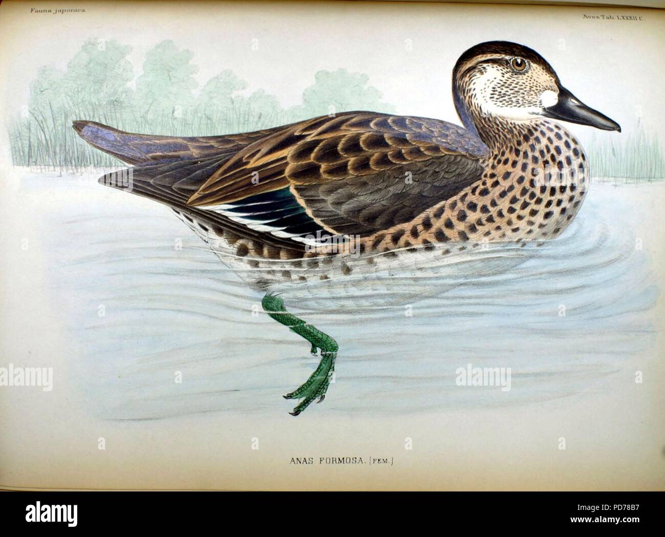 Anas formosa female Fauna Japonica Stock Photo - Alamy