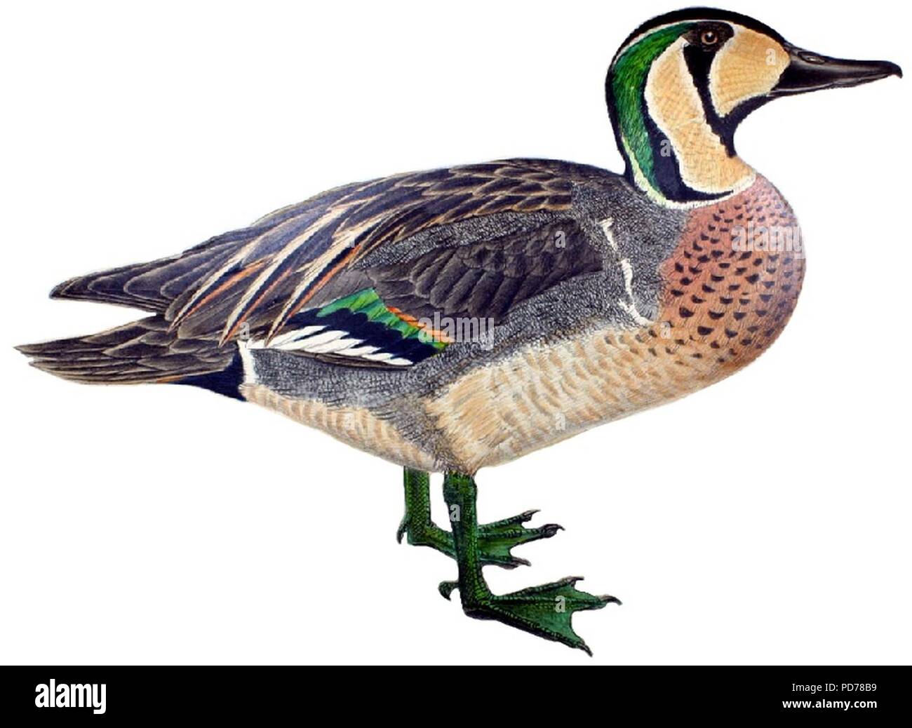 Fauna japonica Cut Out Stock Images & Pictures - Alamy